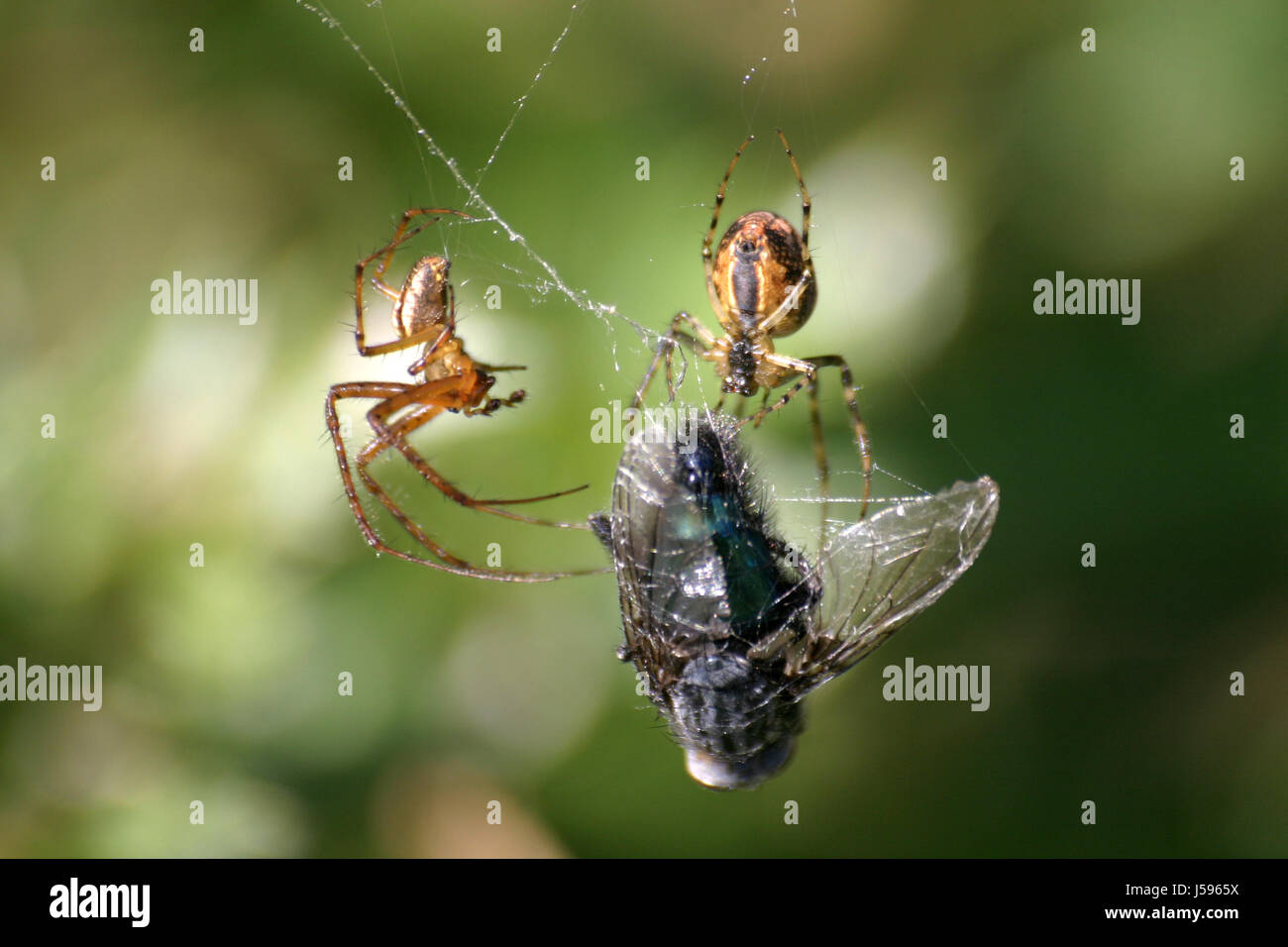 spider with fly Stock Photo - Alamy