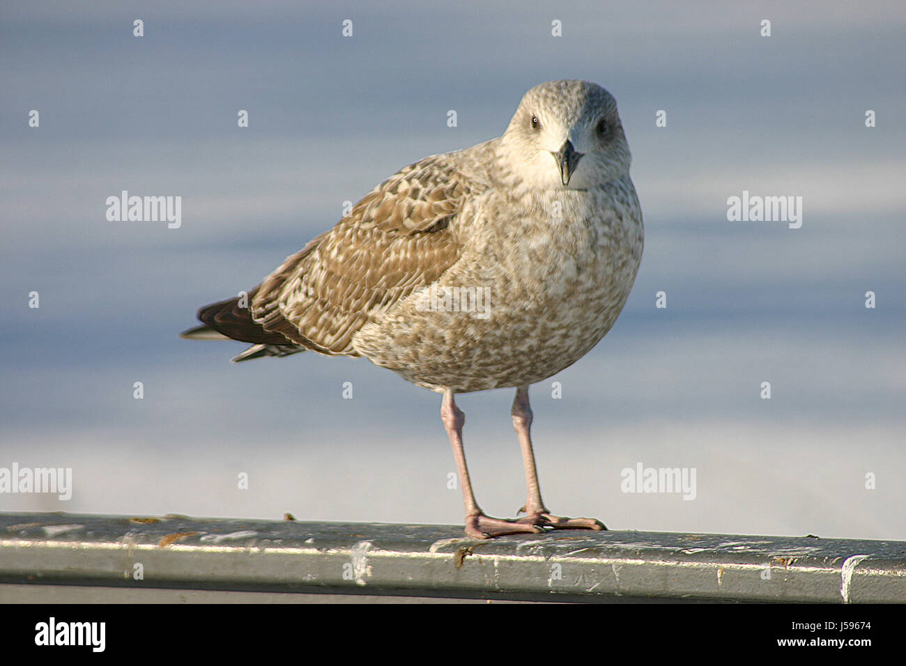 Emma bird hi-res stock photography and images - Alamy