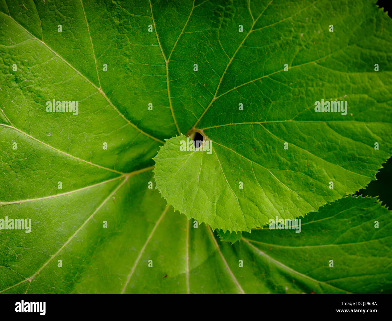 Fuki plant hi-res stock photography and images - Alamy