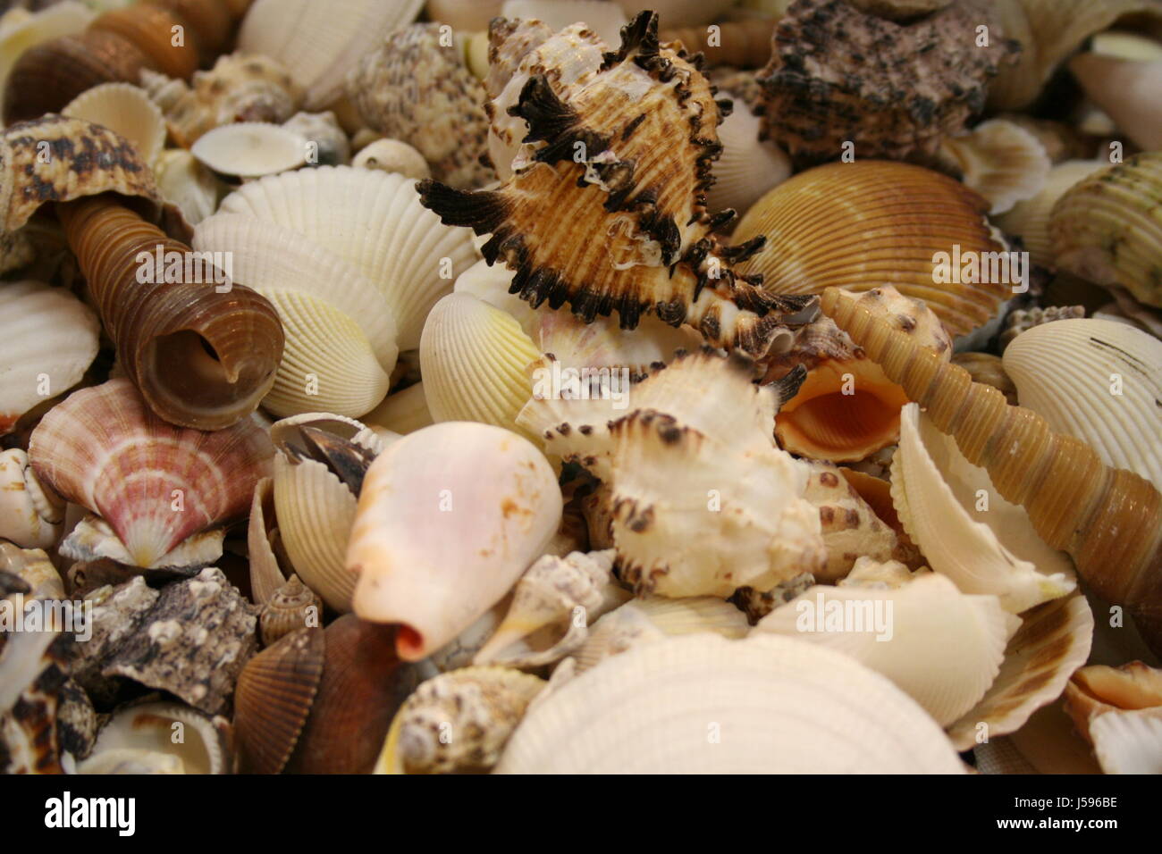 Sea shells different shapes hi-res stock photography and images - Alamy