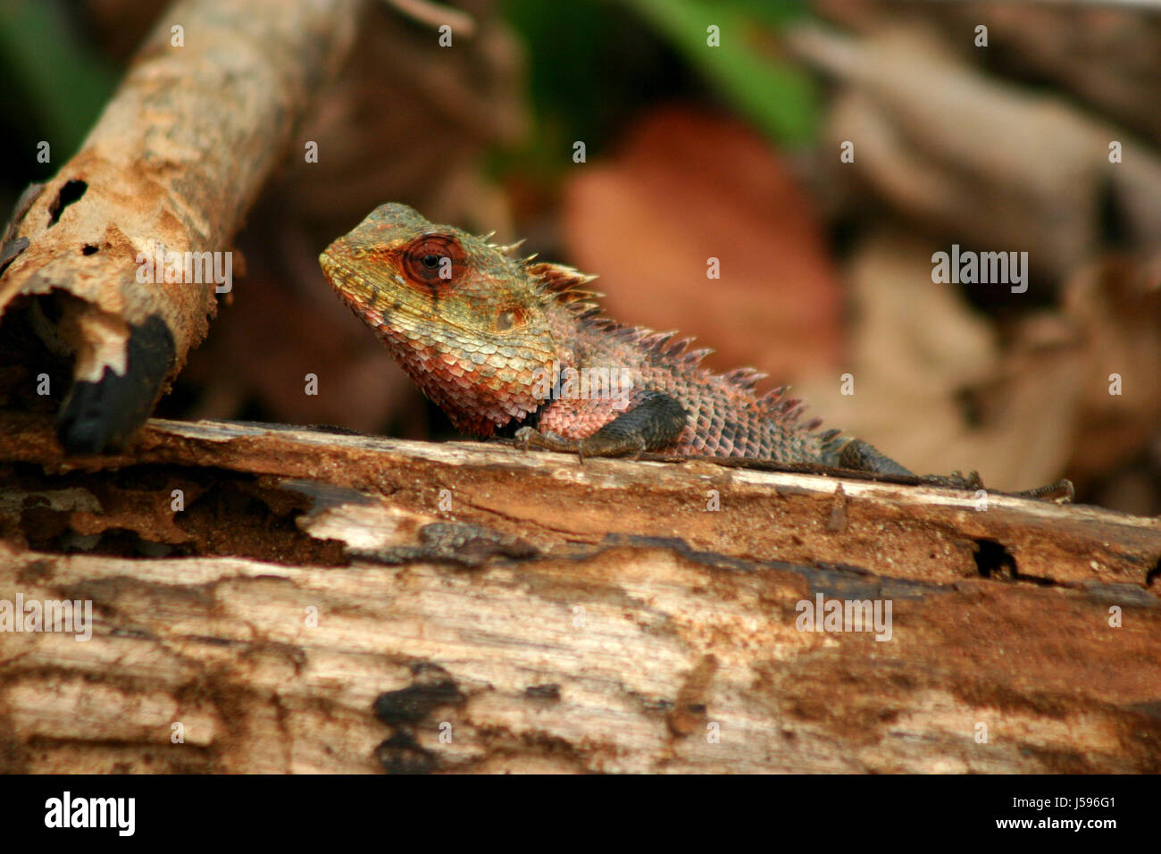 reptile lizard saurian hovel rainforest rain forest tropics agame sri ...