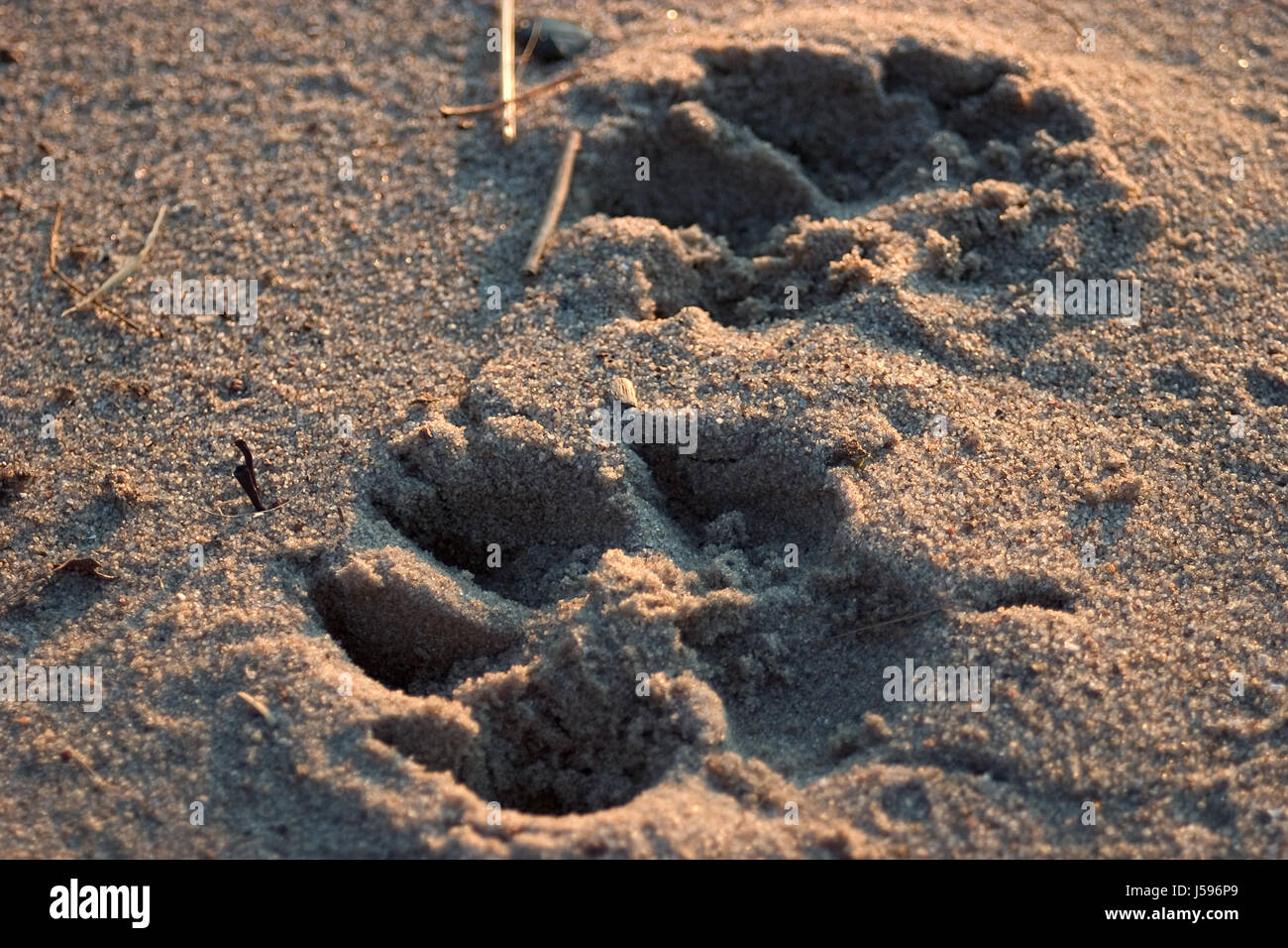 paws in the sand Stock Photo - Alamy