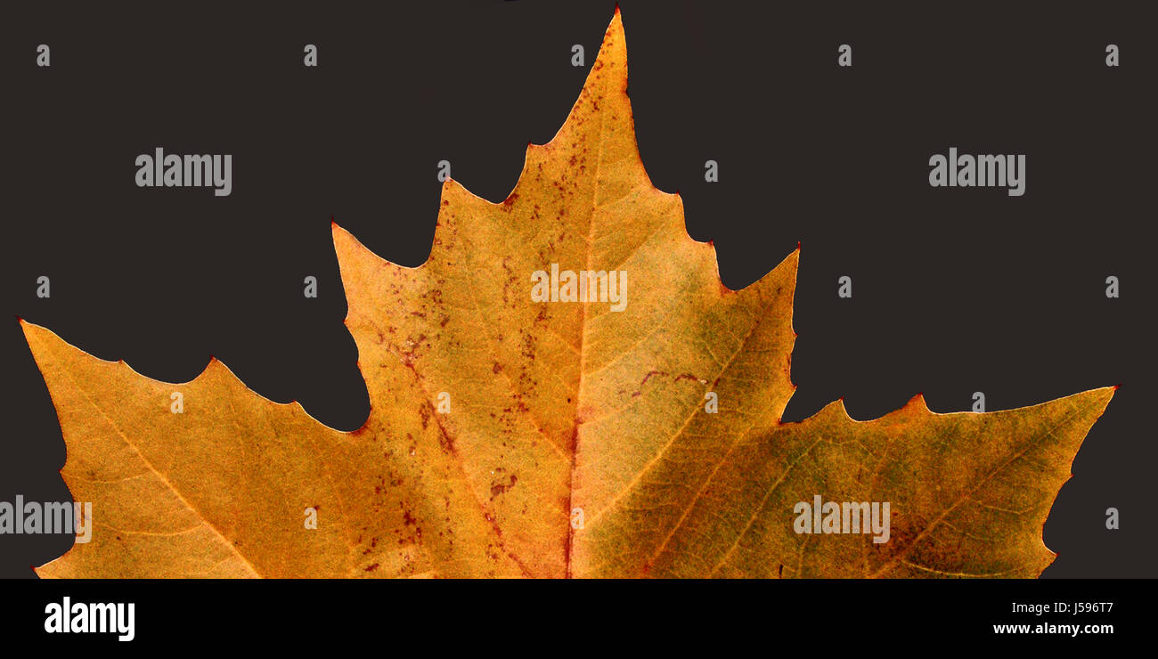 leaf,shape,maple,trident,structure,forest,indian summer,farben herbst ...