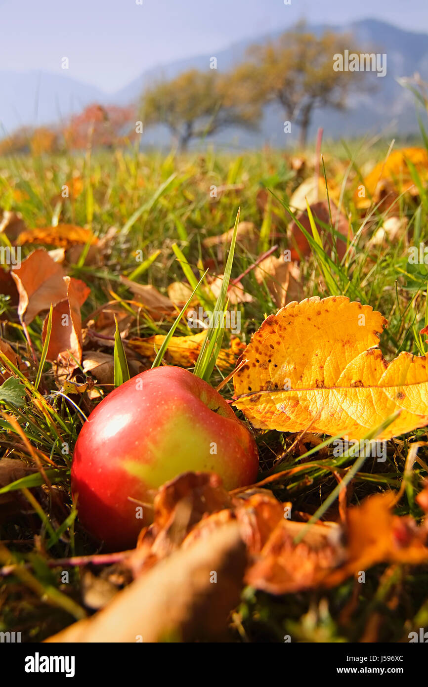 the apple does not fall far from the tree Stock Photo - Alamy