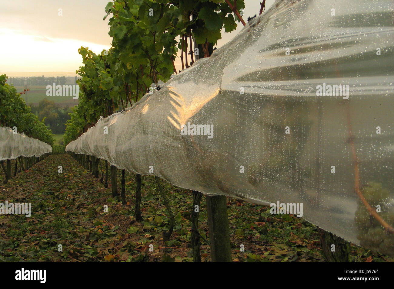 Vines wrapped hi-res stock photography and images - Alamy
