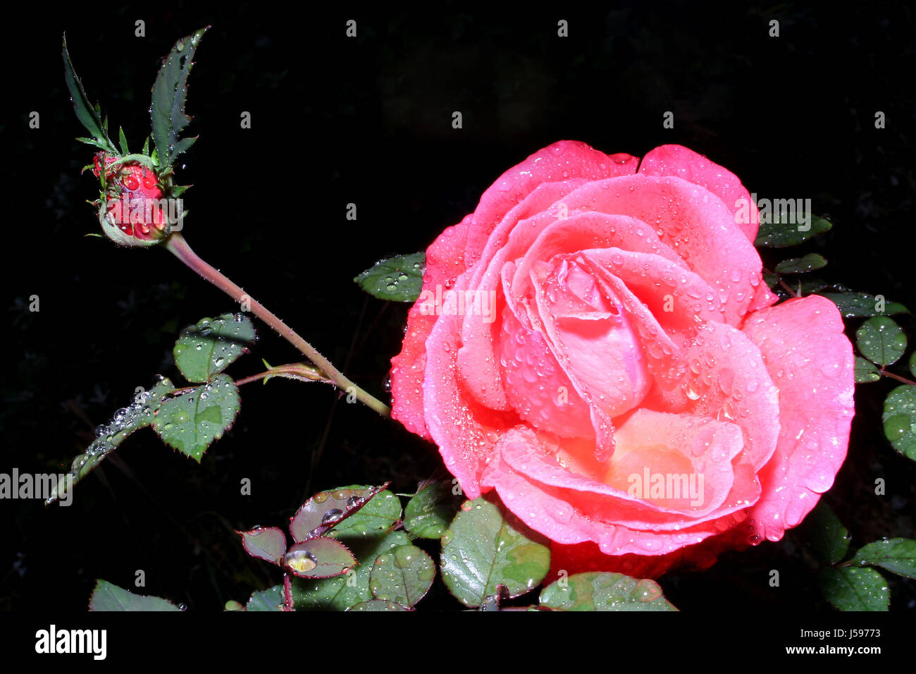 rose in the rain Stock Photo - Alamy