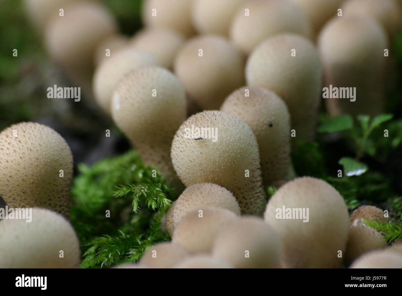 green blank european caucasian small tiny little short moss mushrooms ...