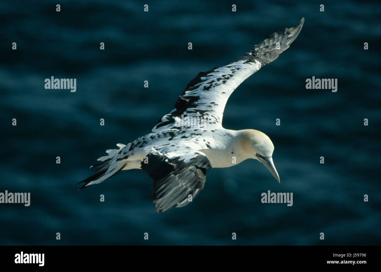 flight bird birds hick flies salt water sea ocean water fly flys flying ...