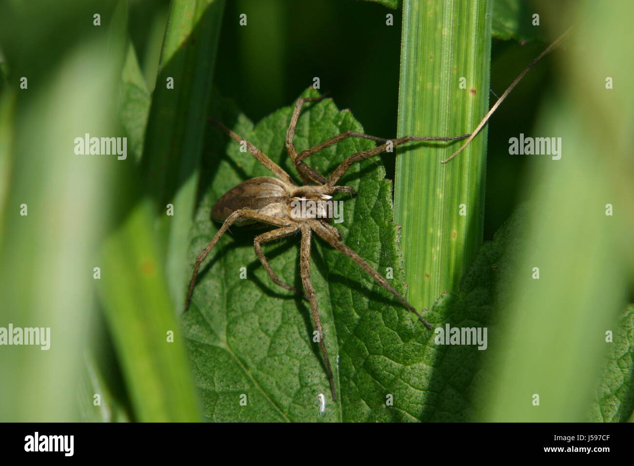Raubspinne pisaura mirabilis hi-res stock photography and images - Alamy