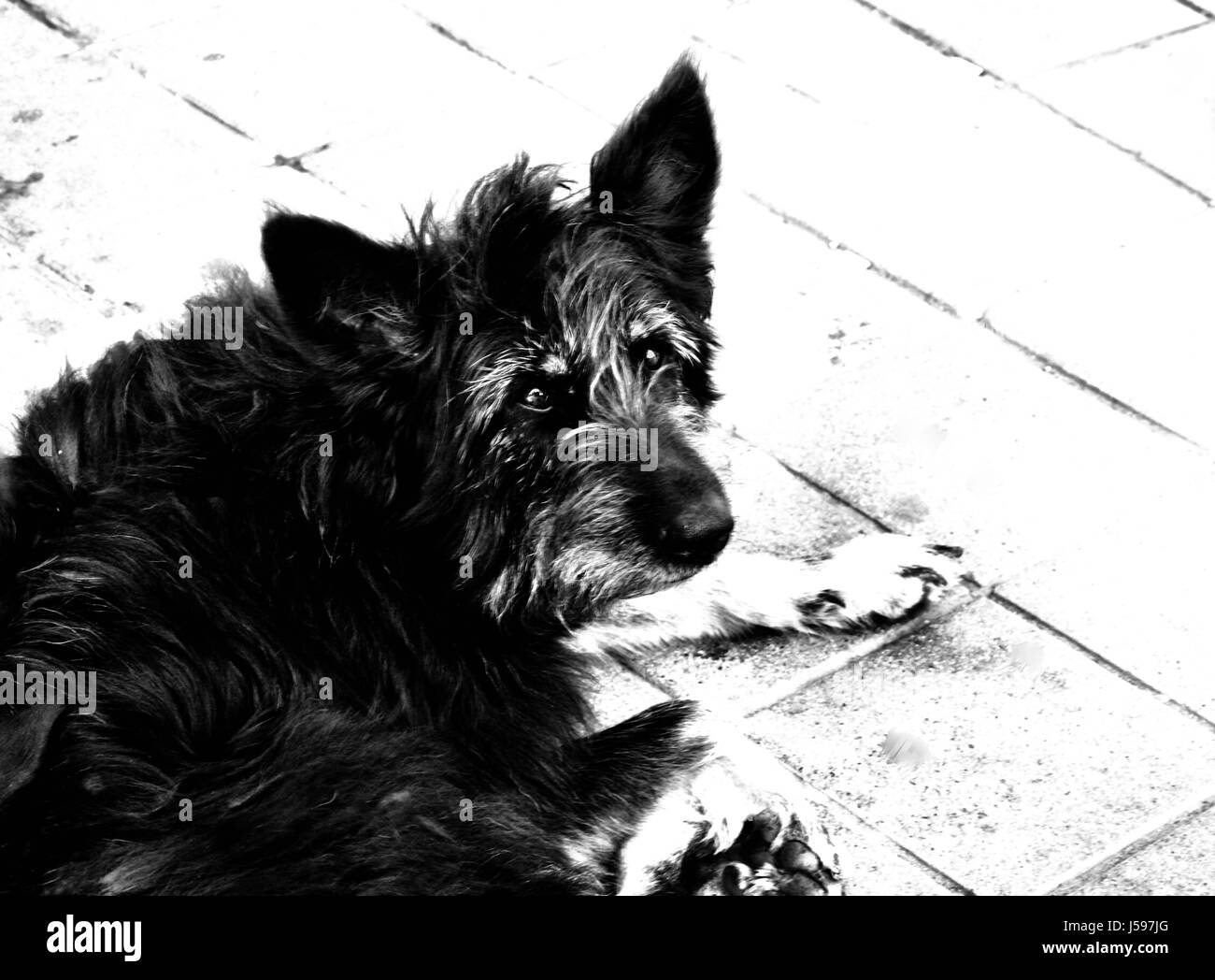 black swarthy jetblack deep black skin dog contrast faithful dapper ...