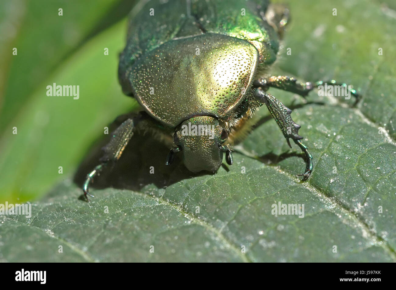 Claws insect animal beetle hi-res stock photography and images - Alamy