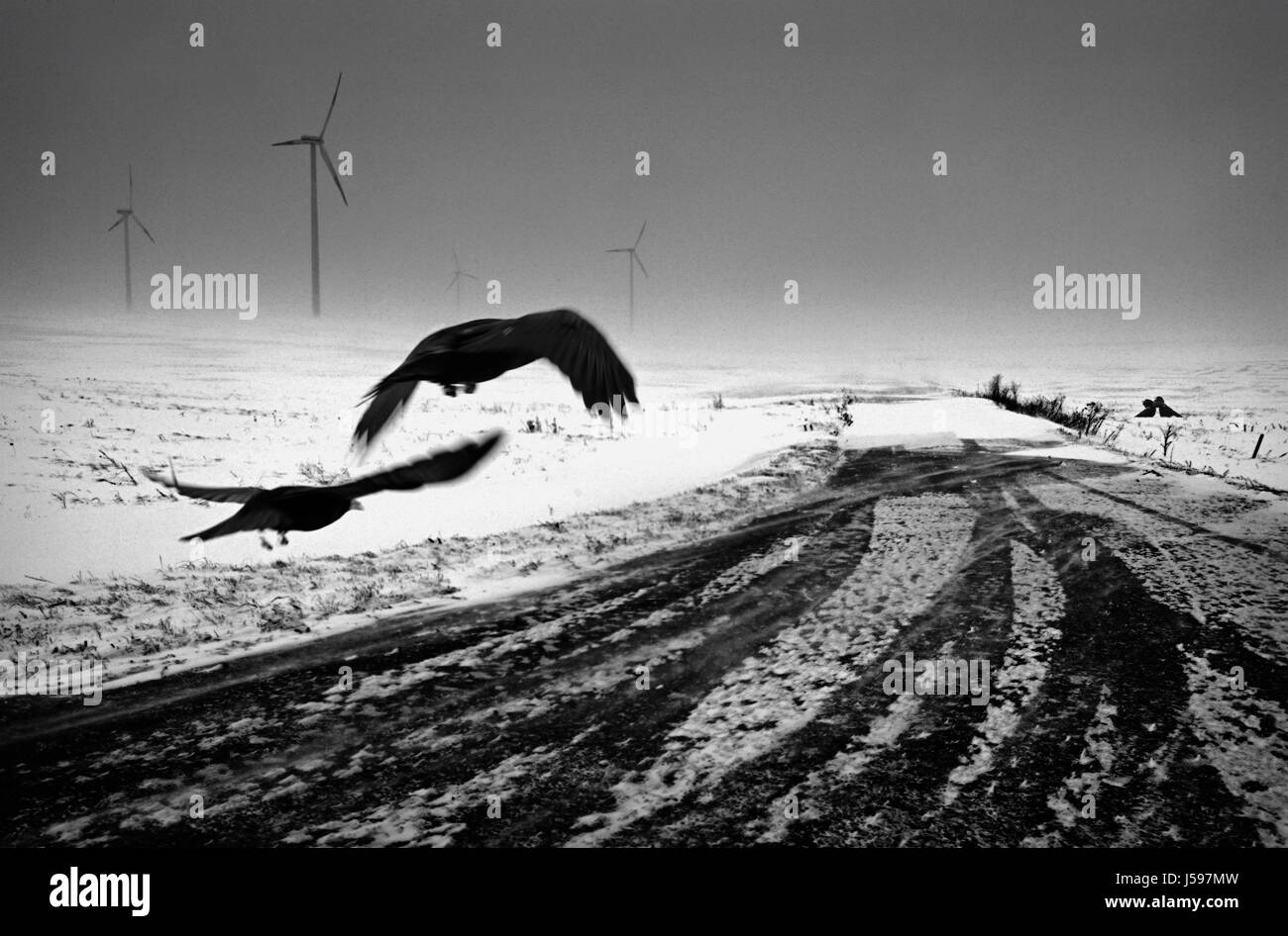 flight winter animal bird cold austrians birds ice wind engine crows ...