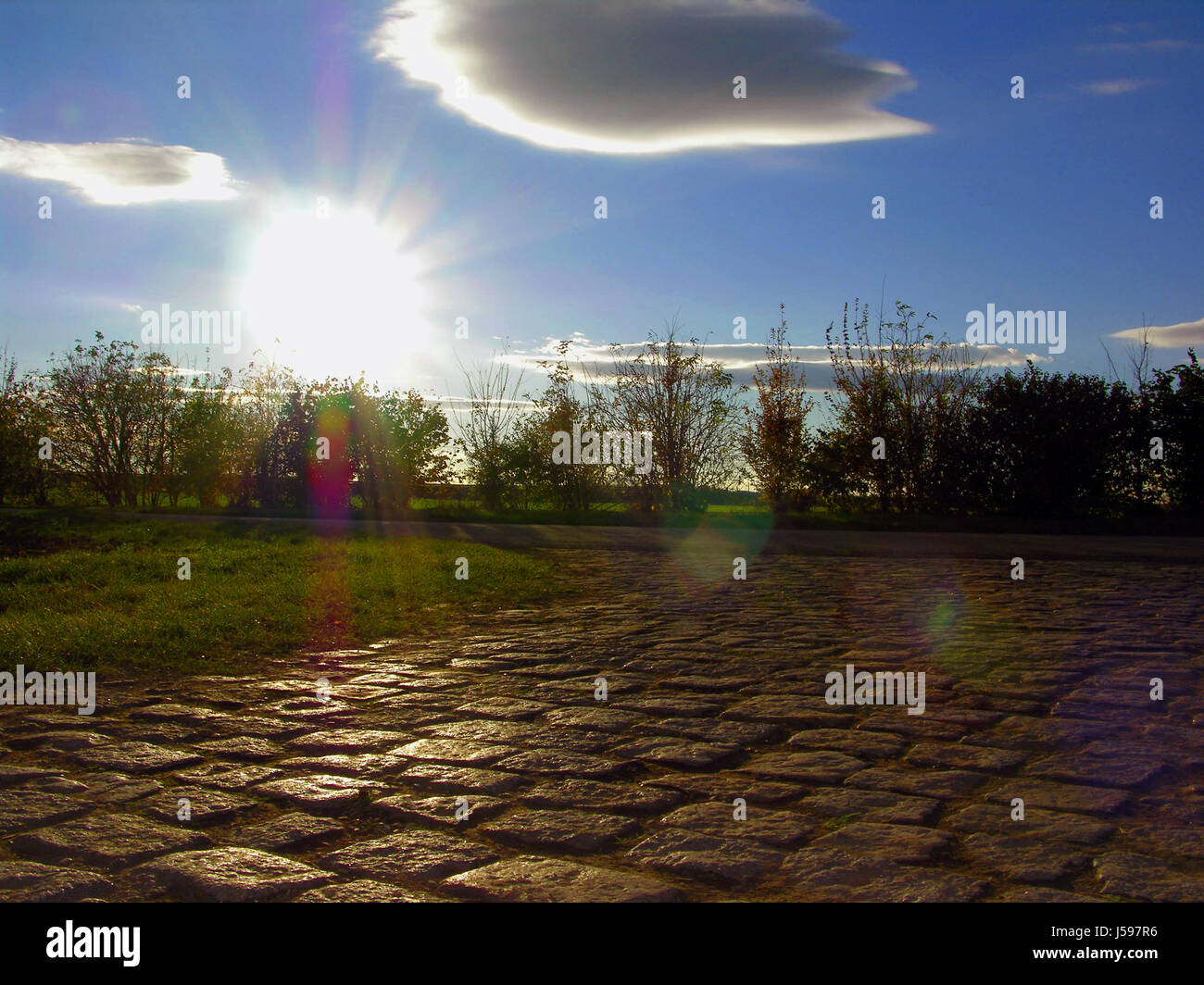 worms eye tree trees plant shine shines bright lucent light serene ...