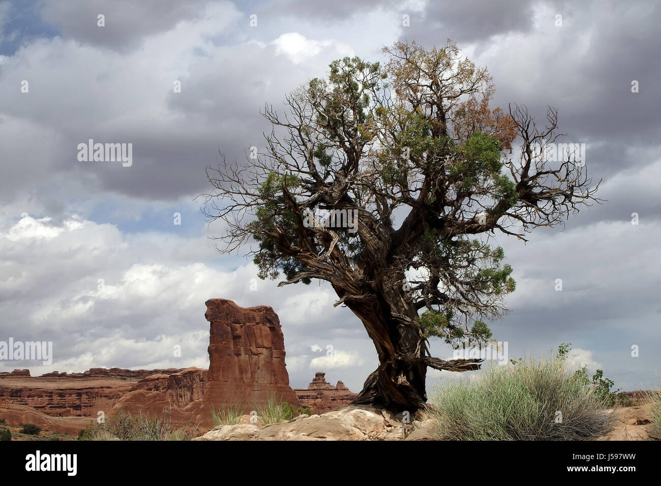 tree usa rock america cloudy sandstone firmament sky scenery ...