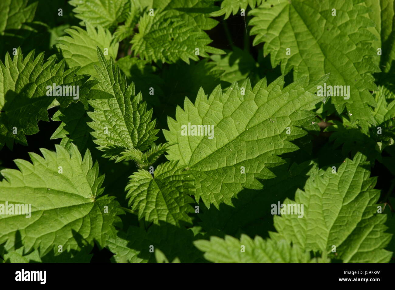 food aliment tea leaf health drink green leaves pollen taste weed tooth ...