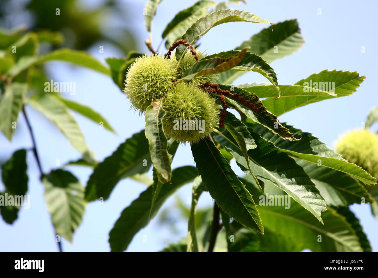 blue bucolic tree green field ripe small tiny little short fruit ...