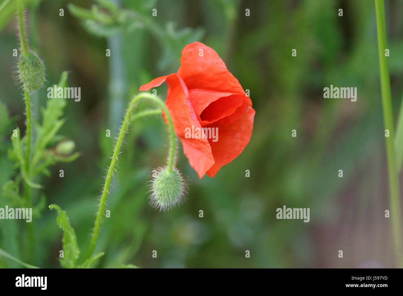 flower plant green field grain poppy offspring acre weed wheat barley ...