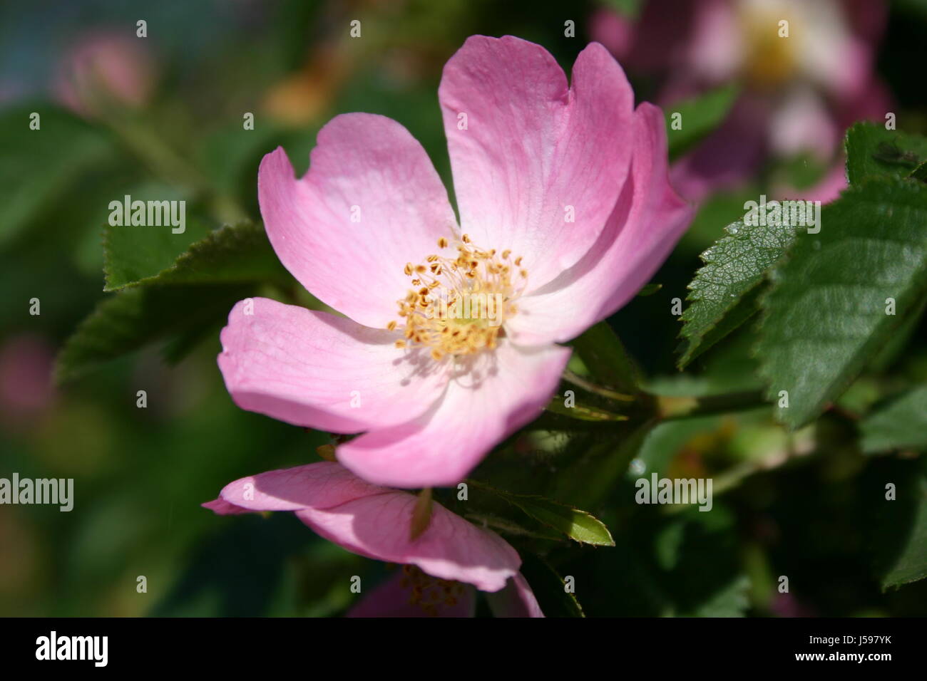 Rank roses hi-res stock photography and images - Alamy