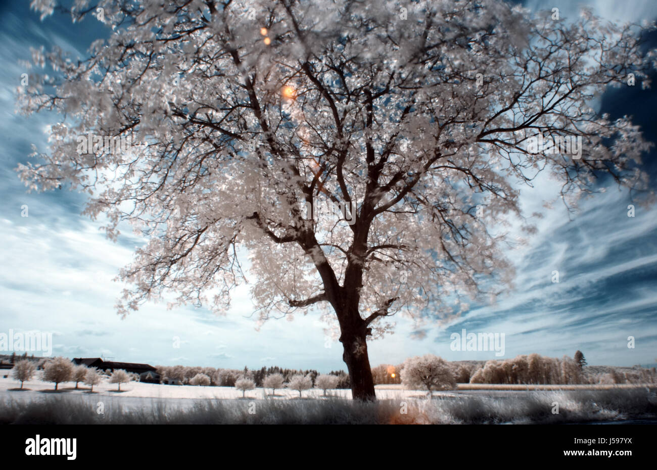 tree summer summerly filter infrared seat bench dyer staint pigment ...