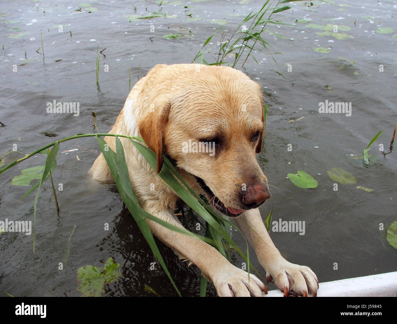 pet reed skin dog wet water lily enthusiasm amusement enjoyment joy gag ...
