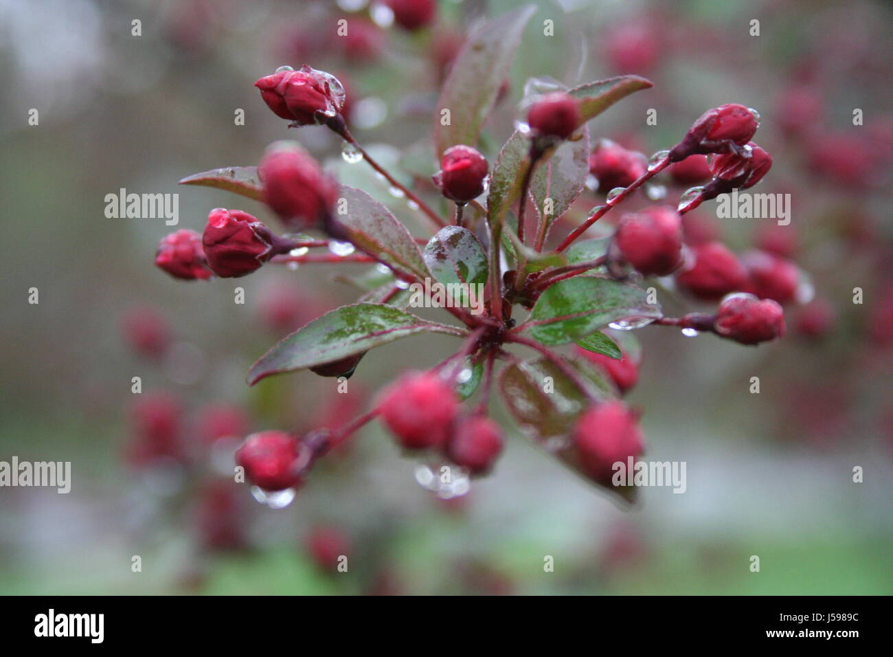 Flowers around beach road hi-res stock photography and images - Alamy