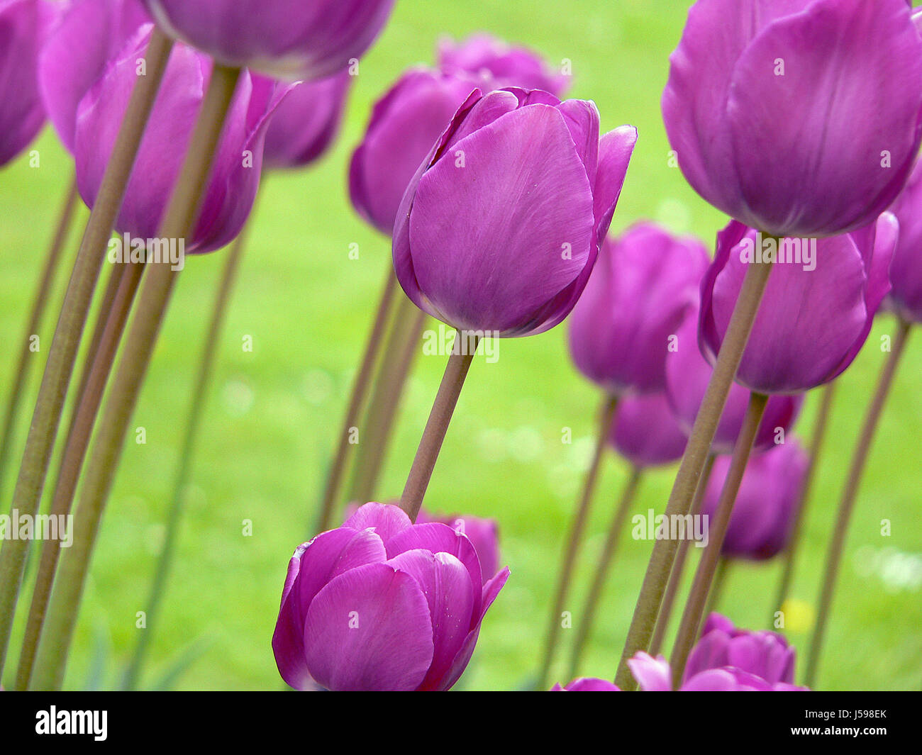 park garden bloom blossom flourish flourishing flower flowers plant ...