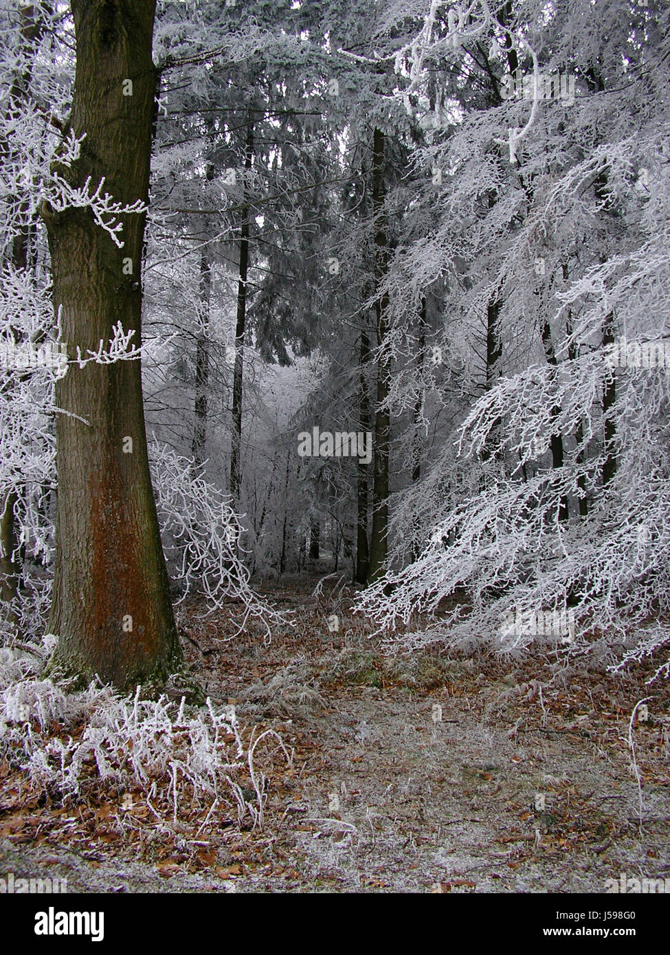tree trees winter cold freeze scenery countryside nature wald rauhreif ...