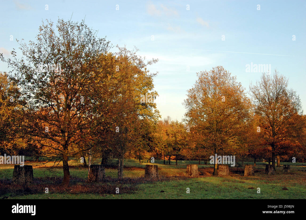 shine shines bright lucent light serene luminous tree trees plant green ...