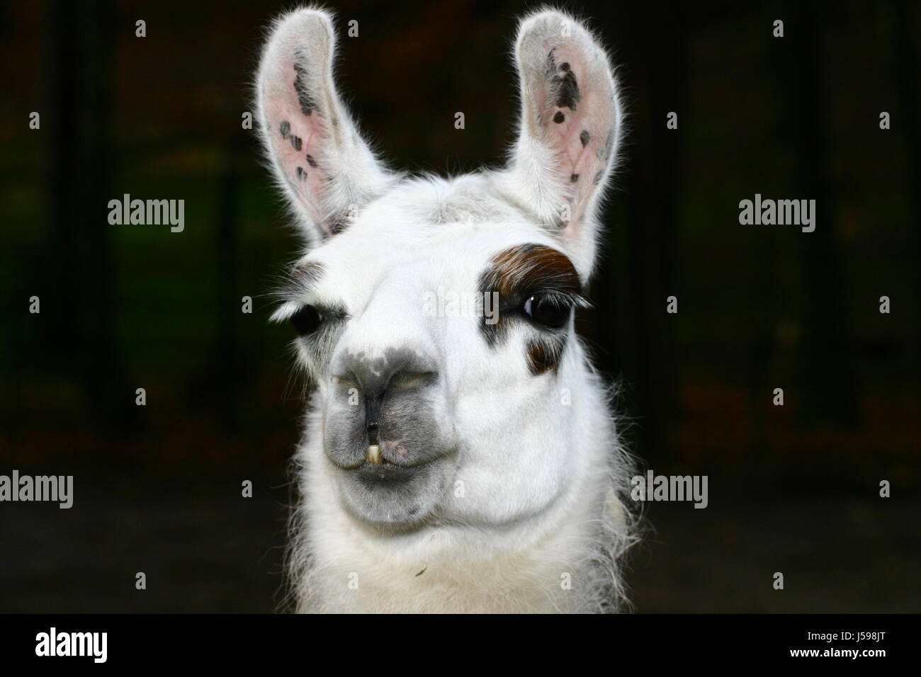 lama as painted (unprocessed Stock Photo - Alamy