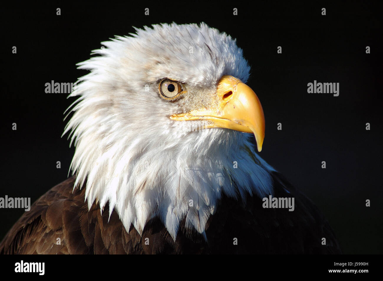 animal bird birds animal portrait eagle falconry emperor king greif ...