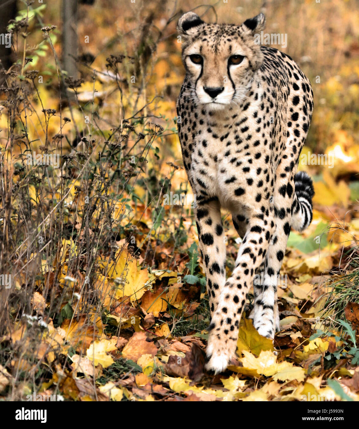 cheetah in autumn 4 Stock Photo - Alamy