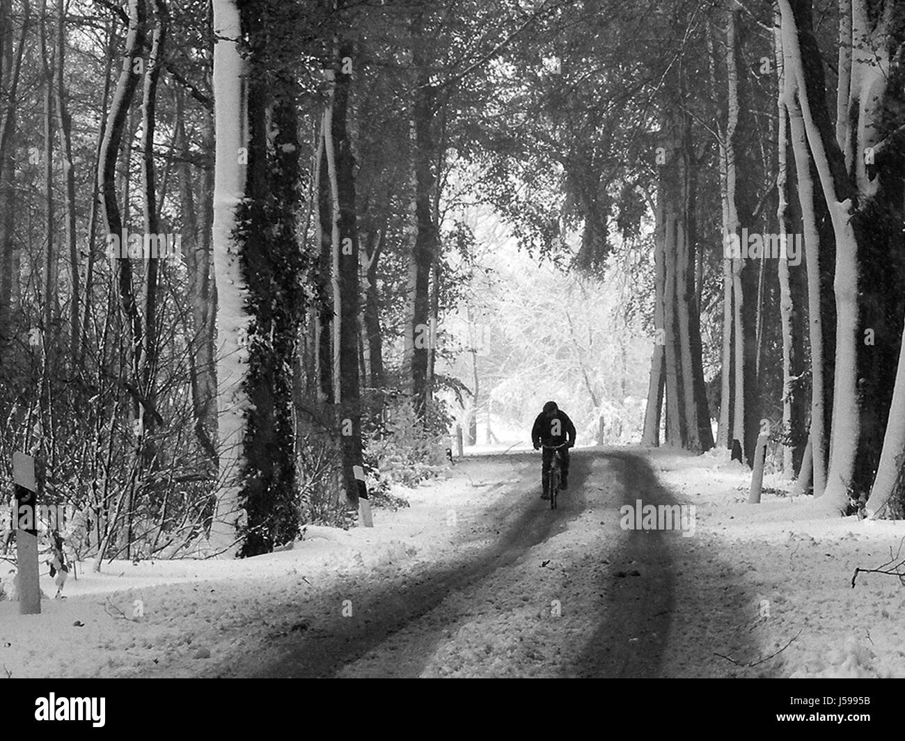 Cycling road trees Black and White Stock Photos & Images - Alamy