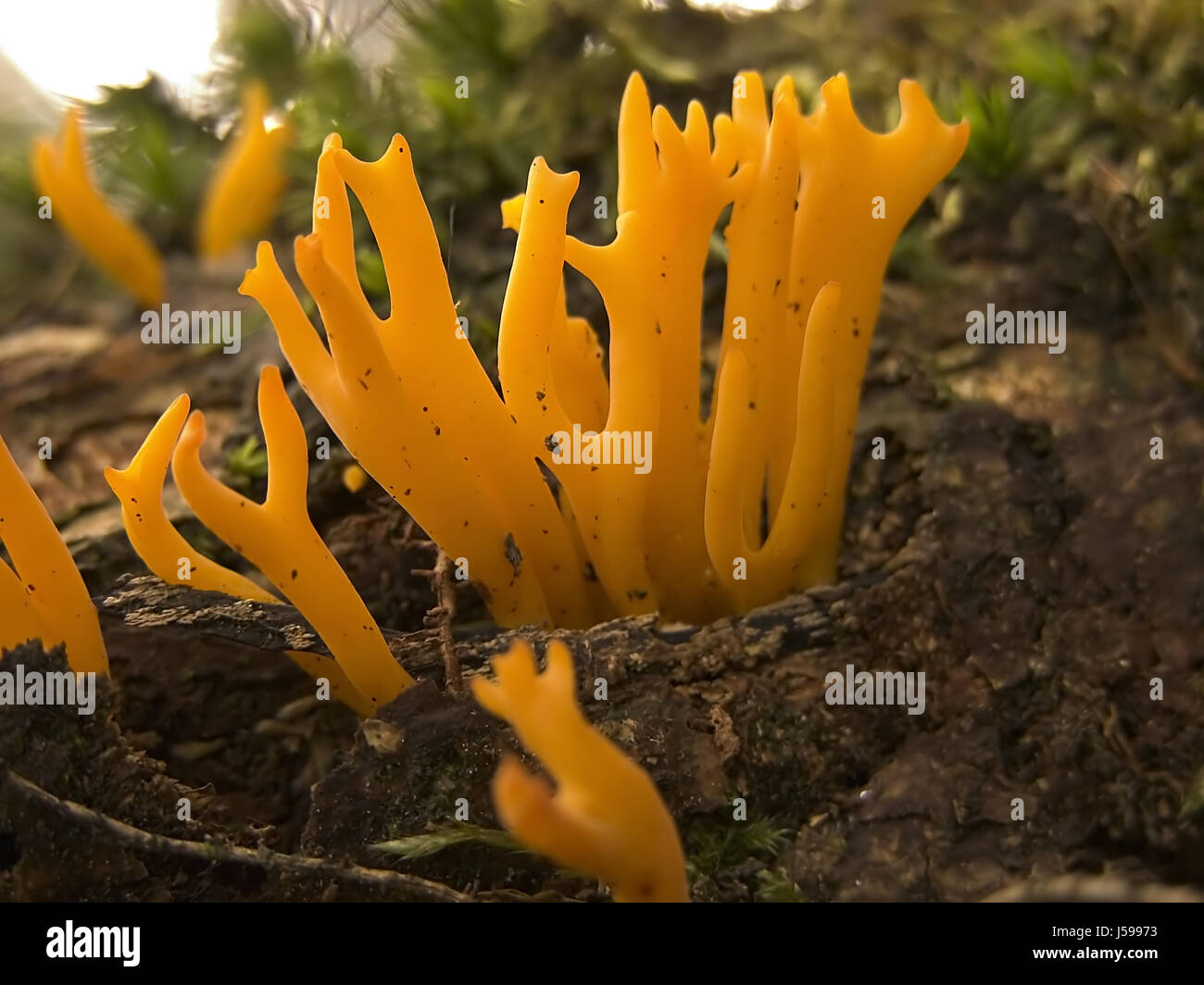 orange environment enviroment fire conflagration habitat flame snag ...