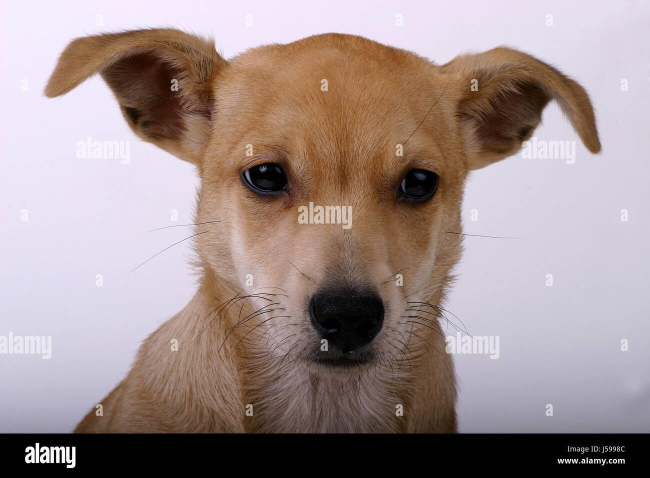 animal pet portrait ears look glancing see view looking peeking looking ...