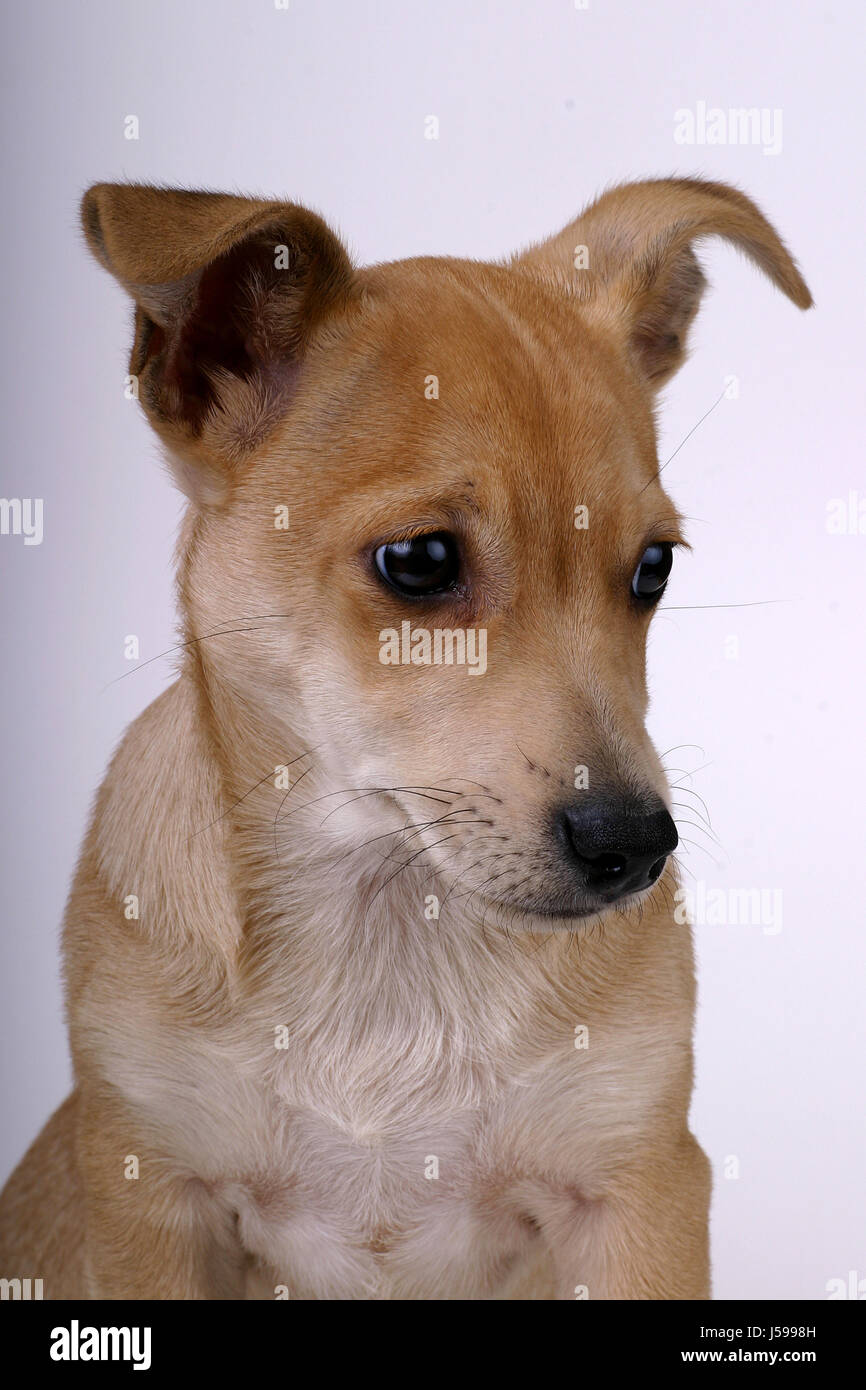 animal pet portrait ears look glancing see view looking peeking looking ...