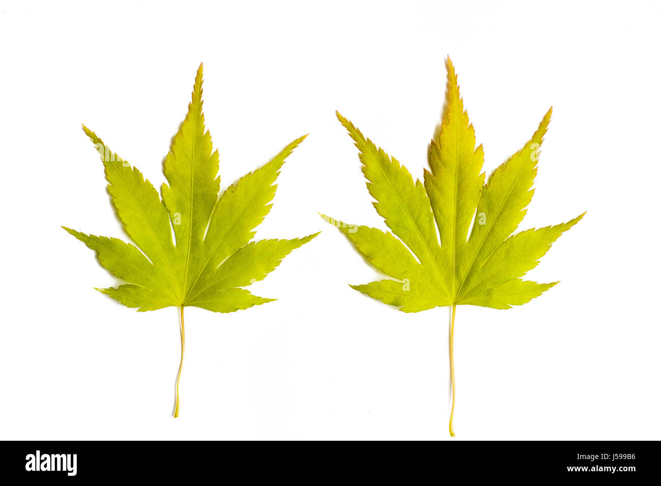 Almost Identical Pattern High Resolution Stock Photography and Images ...