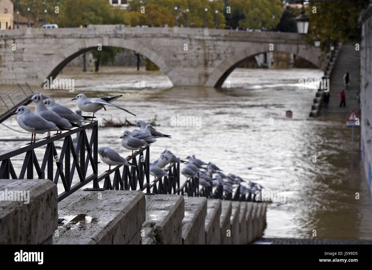 bridge Rome roma flood season catastrophe rain weather shield italy ...