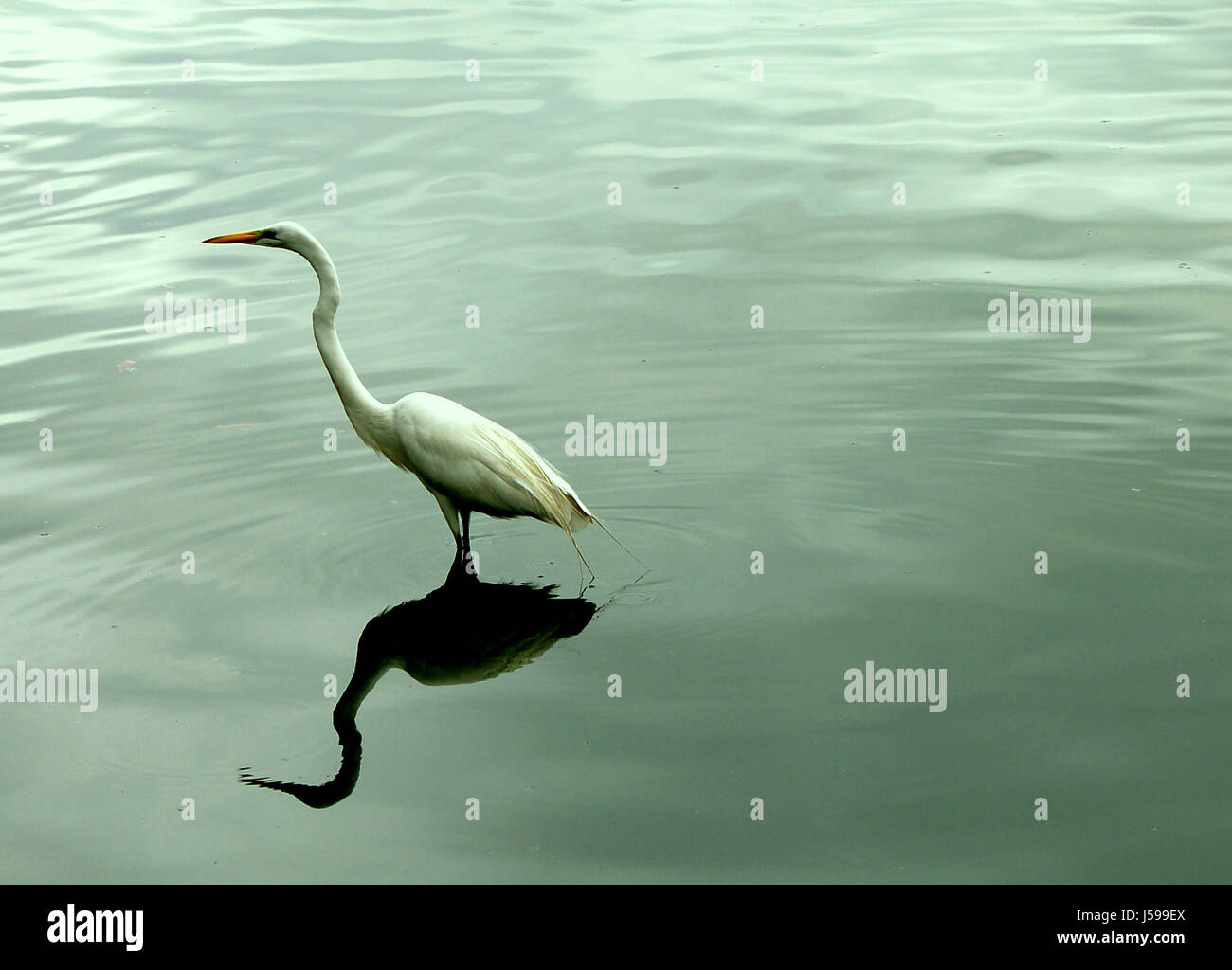 hunger watchful mirroring angle fish hunt fishing heron fresh water ...