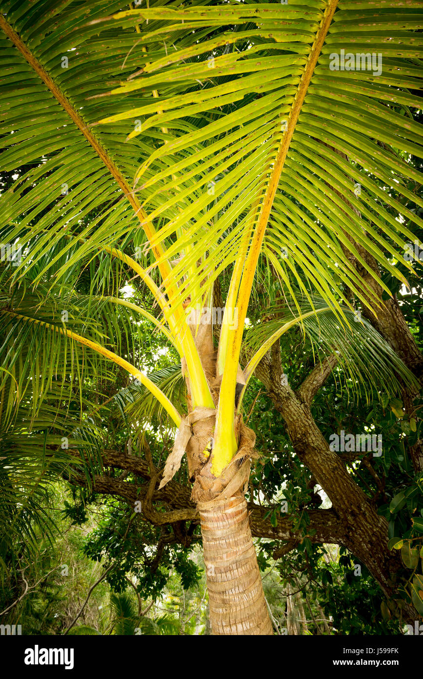 Palm tree detail of the trunk, husk and leaves Stock Photo - Alamy