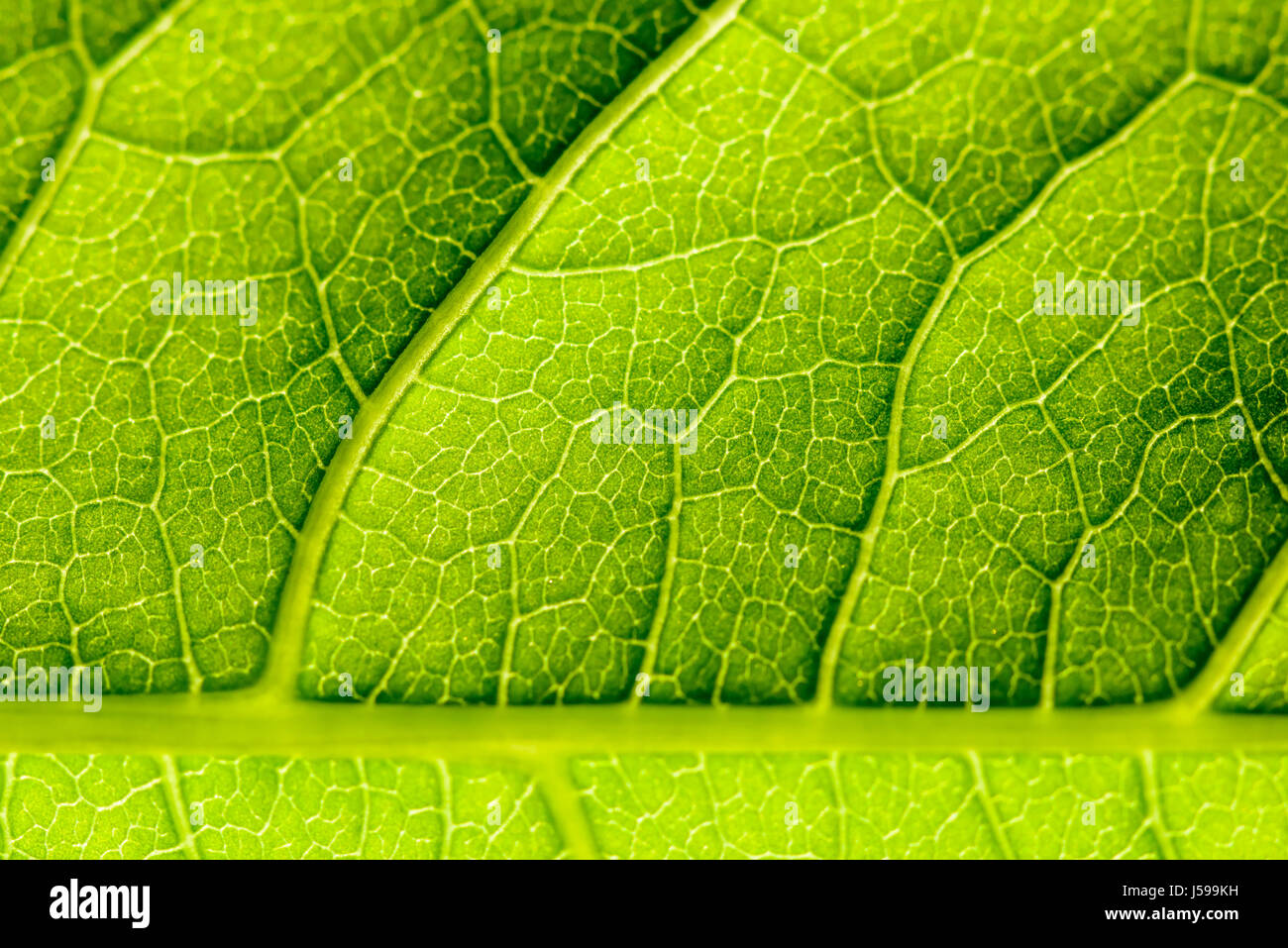 Green Leaf Texture With Visible Stomata Covering The Outer Epidermis ...