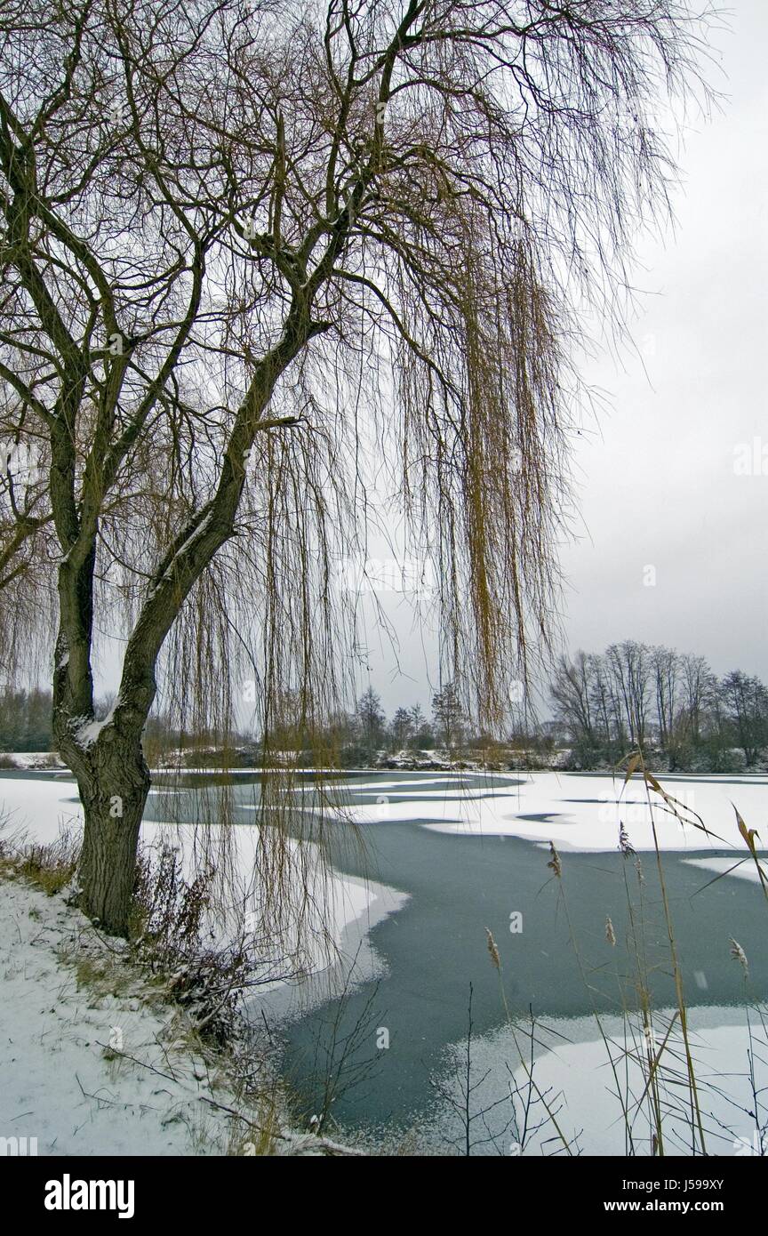 tree,winter,cold,bushes,ice,frozen,fresh water,lake,inland water,water ...