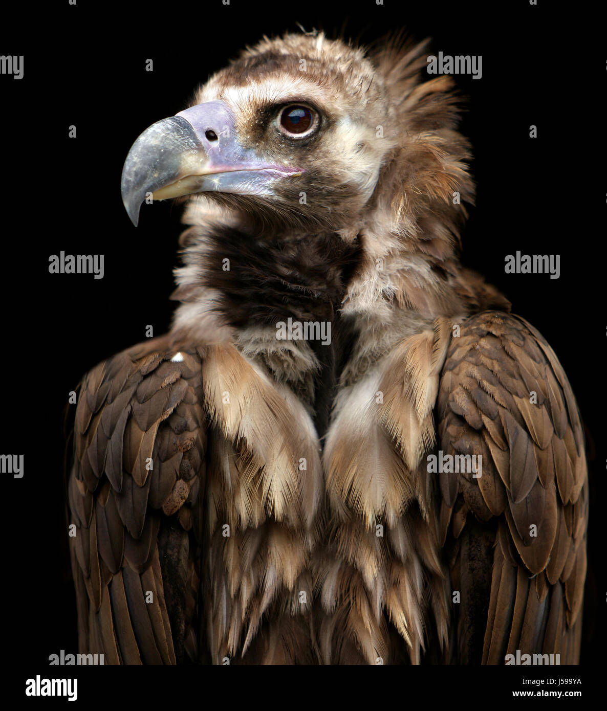 Kuttengeier hi-res stock photography and images - Alamy