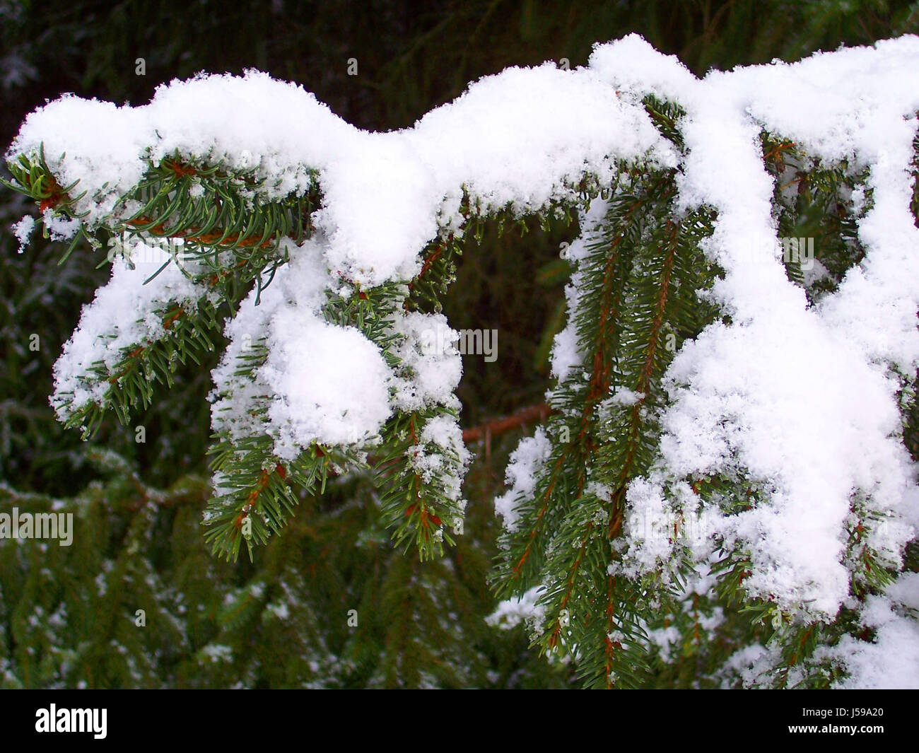 icing sugar ii Stock Photo - Alamy