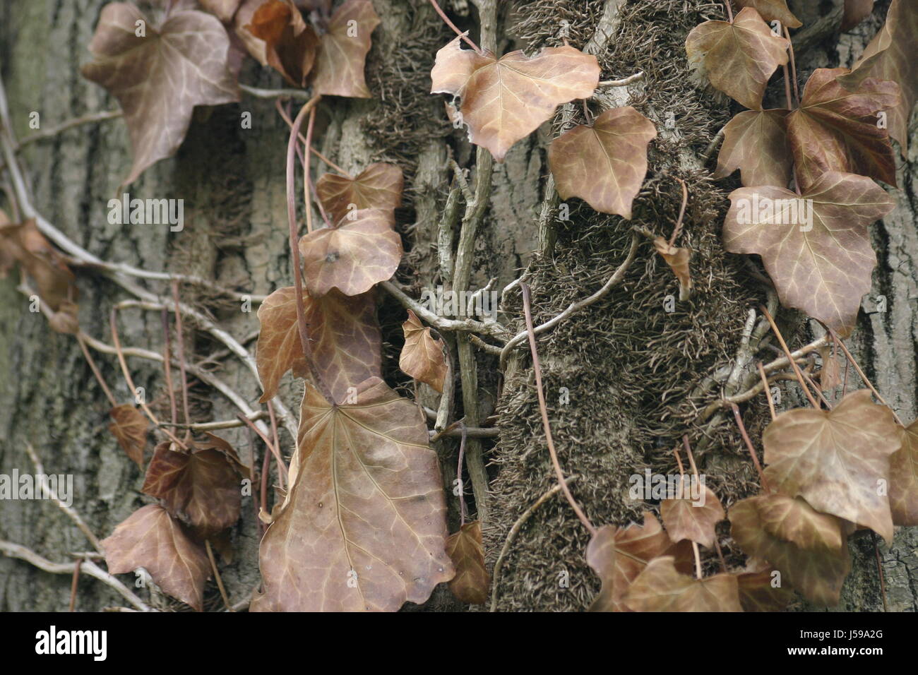 tree brown brownish brunette climbing plant dry dried up barren bark ...