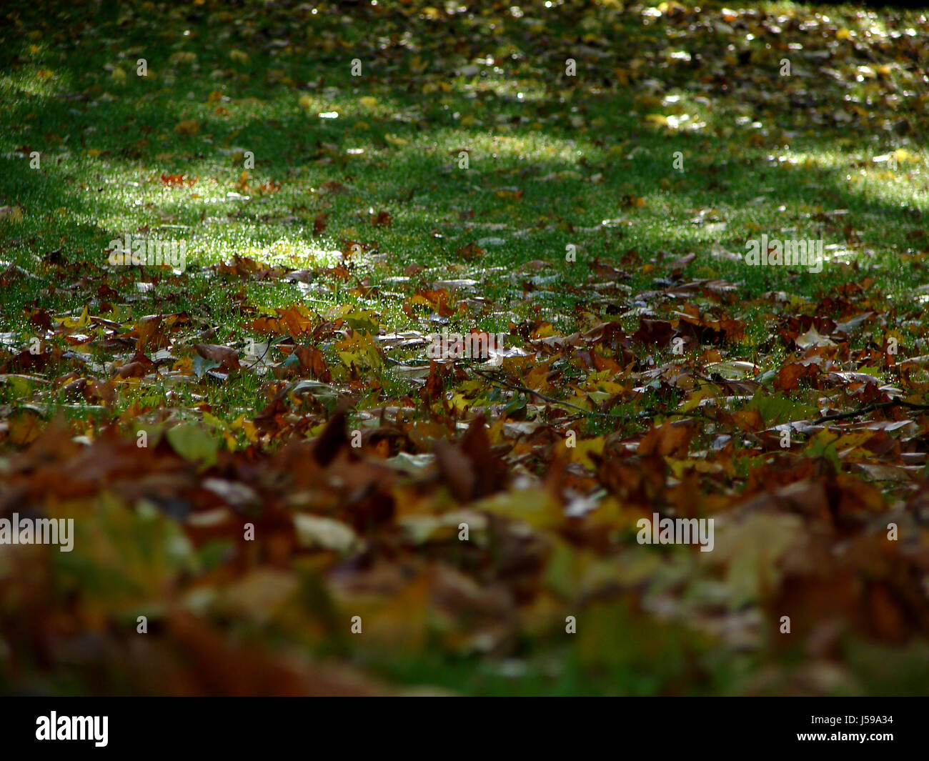leaves sunbeams sunlight autumnal autumn foliage meadow grass lawn ...