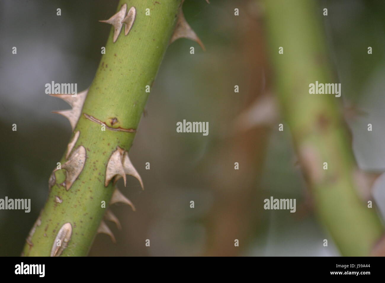 Curved prickle hi-res stock photography and images - Alamy