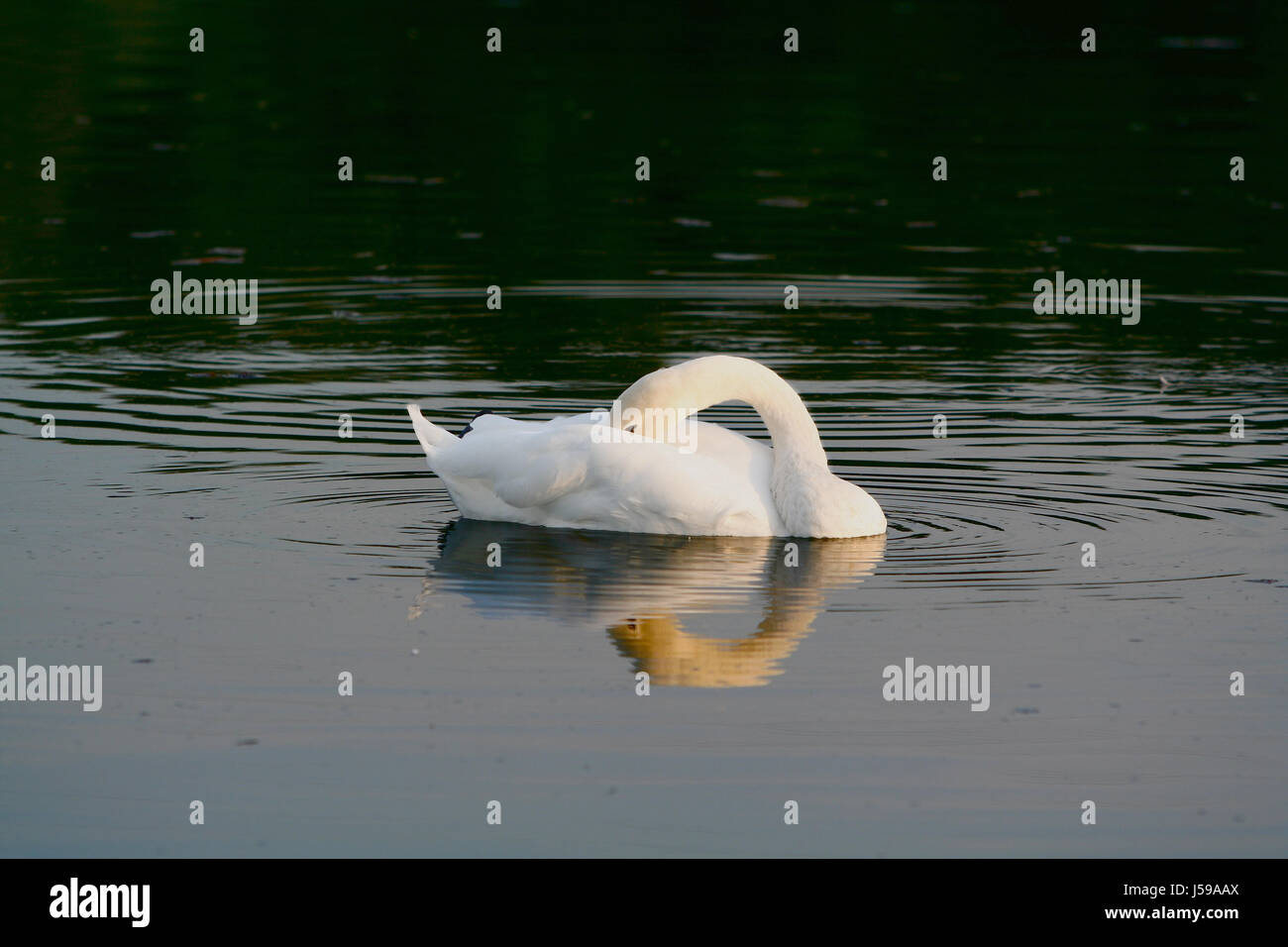 floating swan Stock Photo - Alamy