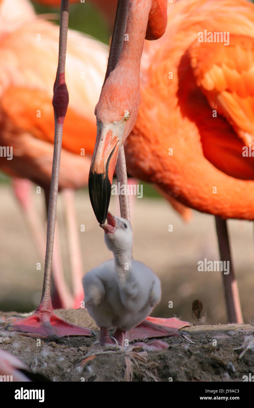 bird hunger animals birds offspring beg to gorge engulf devour young ...