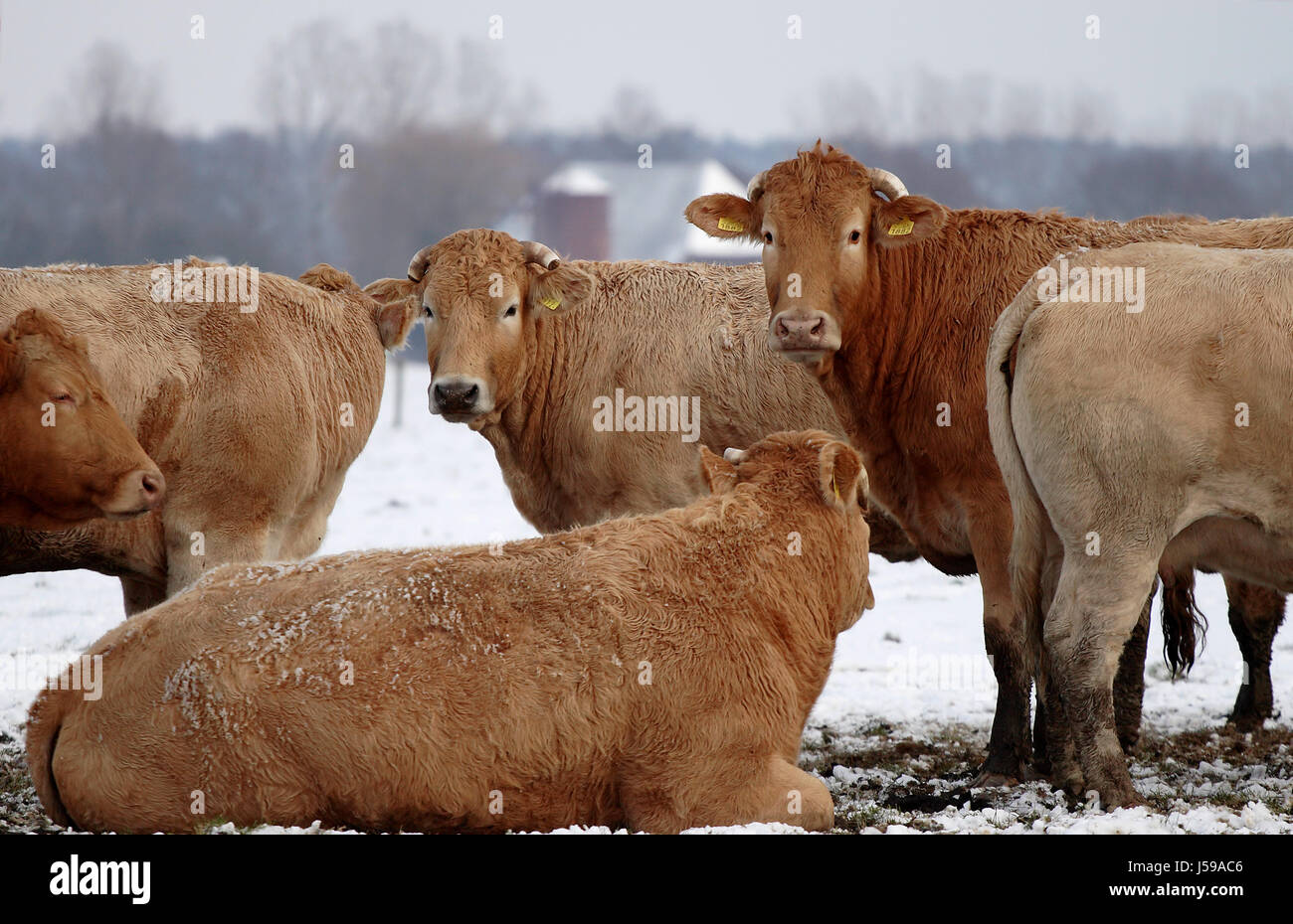 With sawed off horn hi-res stock photography and images - Alamy