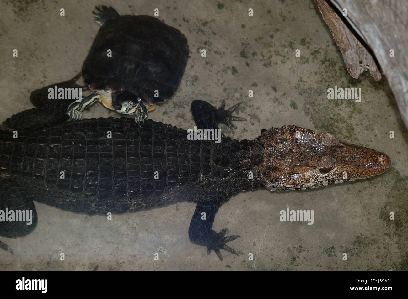 animals skin zoo armour reptiles alligator critters vertebrates water ...